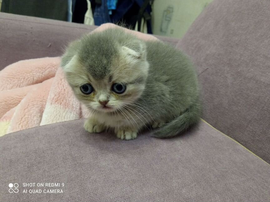 Шотландские котята