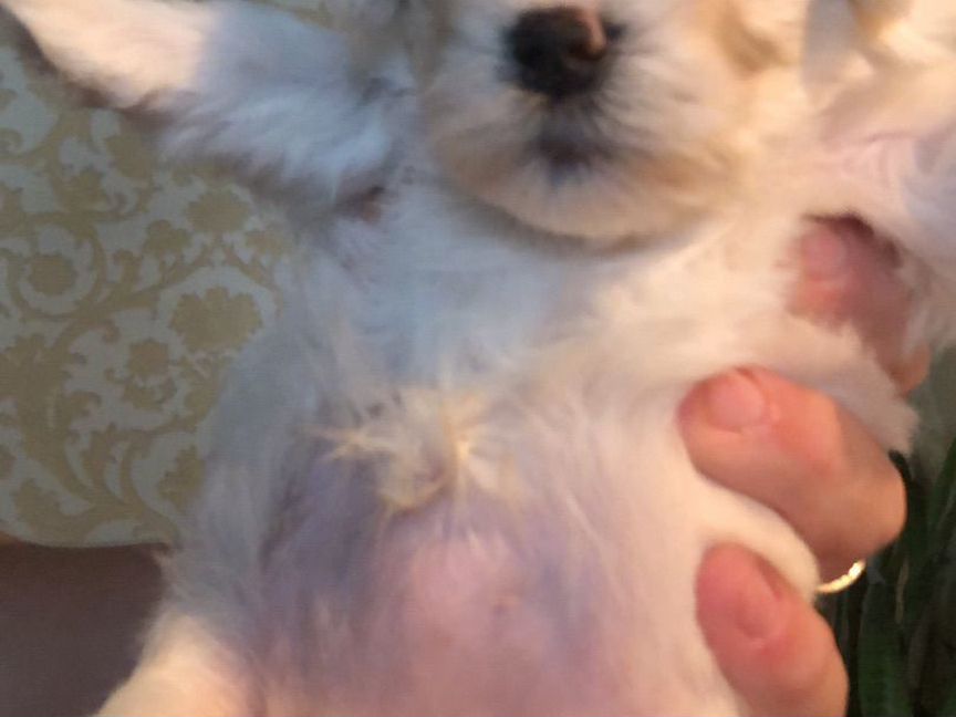 Мальтийская болонка девочка