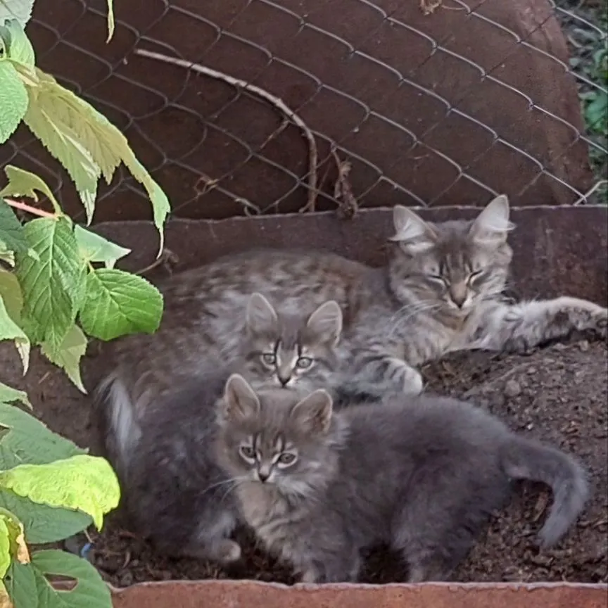 Котята замерзнут в садах