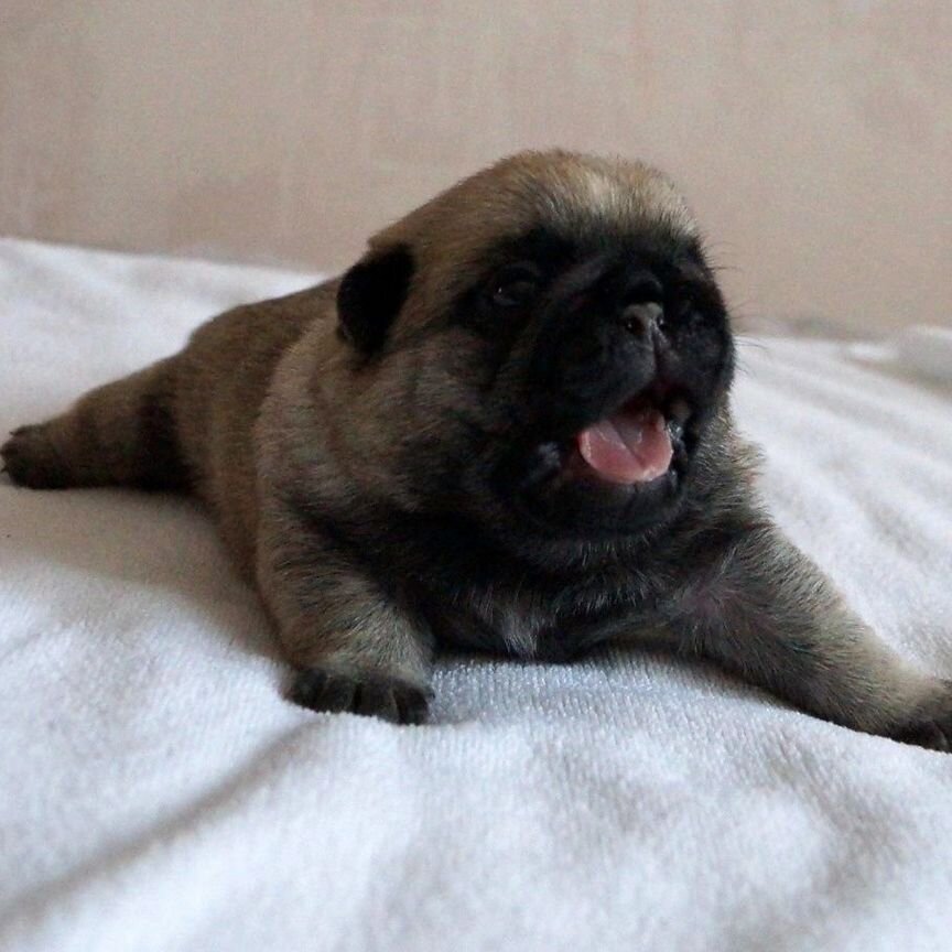 Мопс, щенок