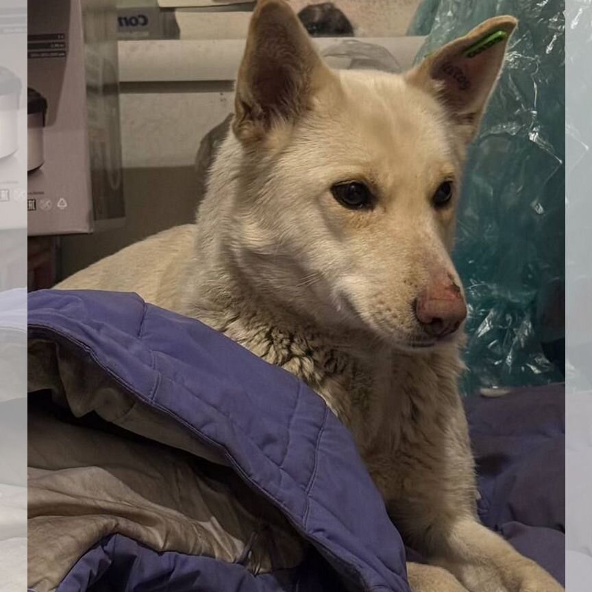 Взрослая собака в добрые руки