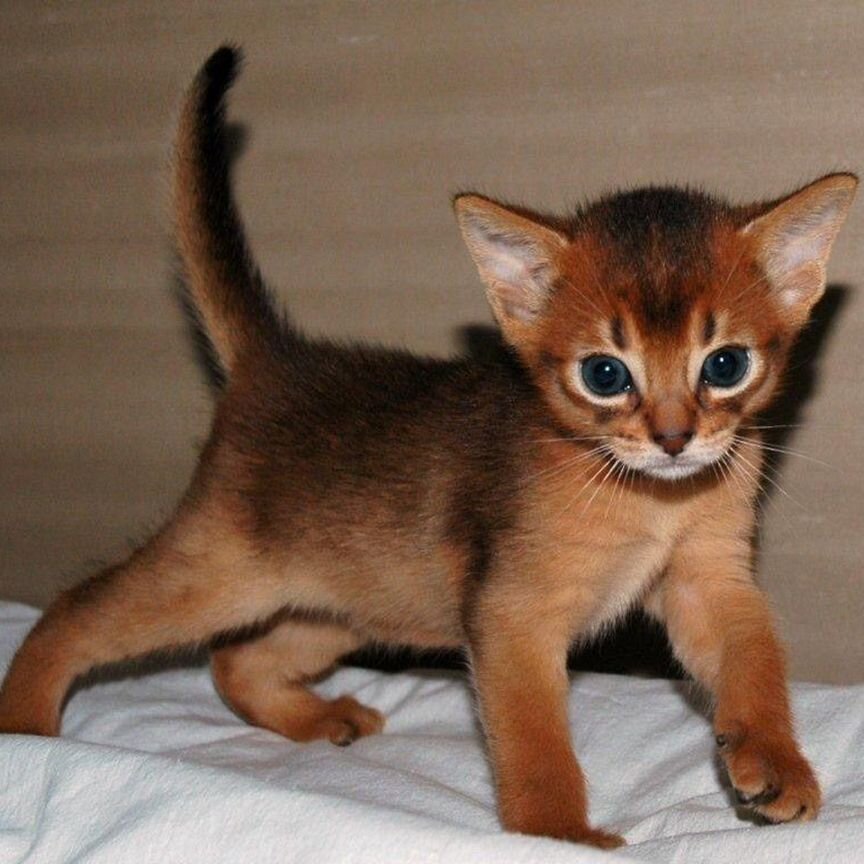 Котята как норочки