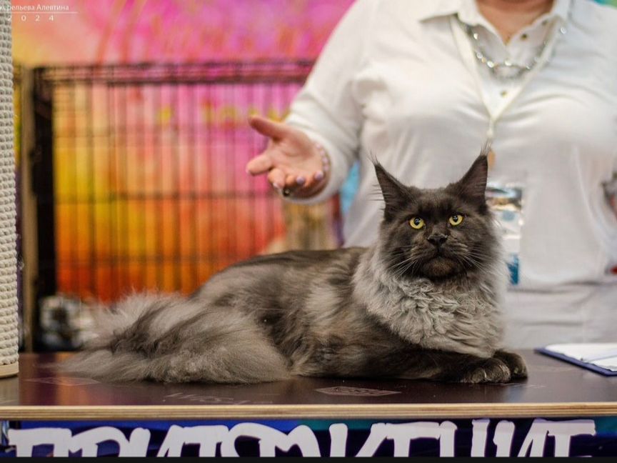 Котята мейн-кун