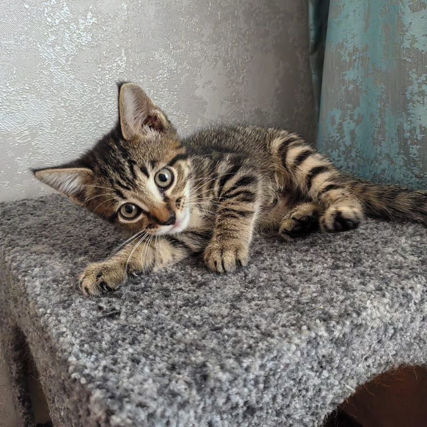 Славный котёнок