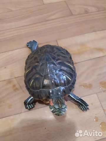 Красноухая черепаха