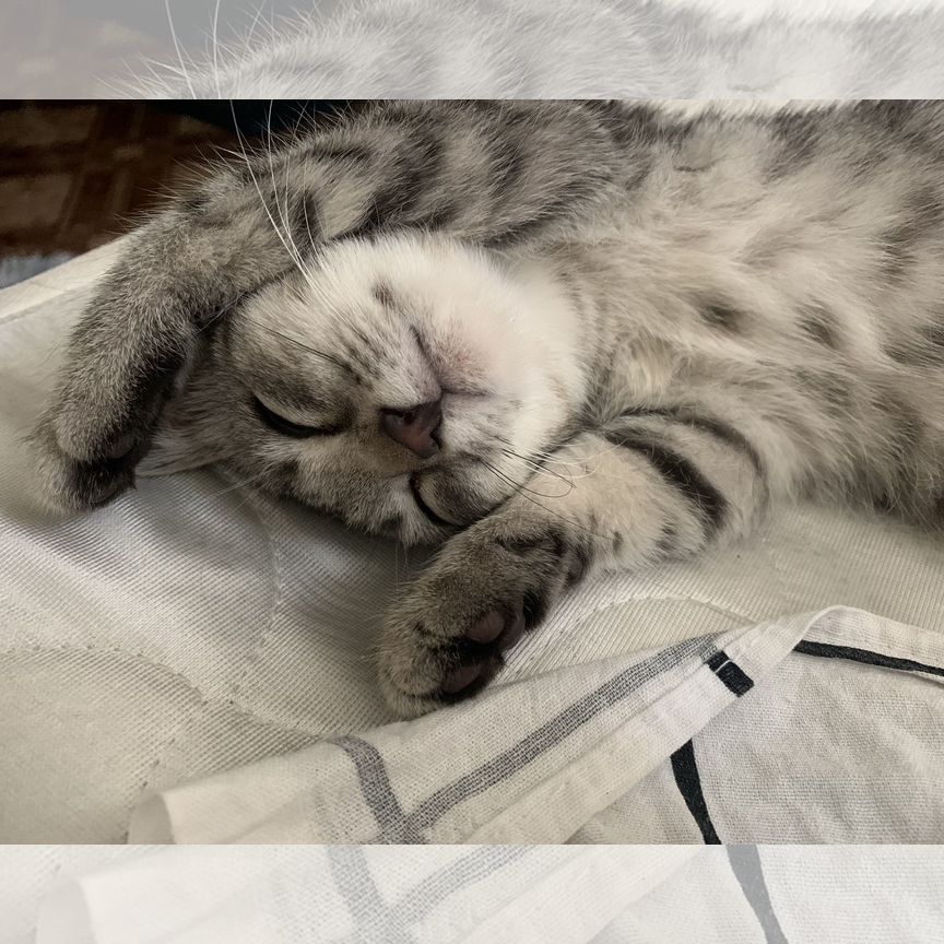 Шотландкий котенок