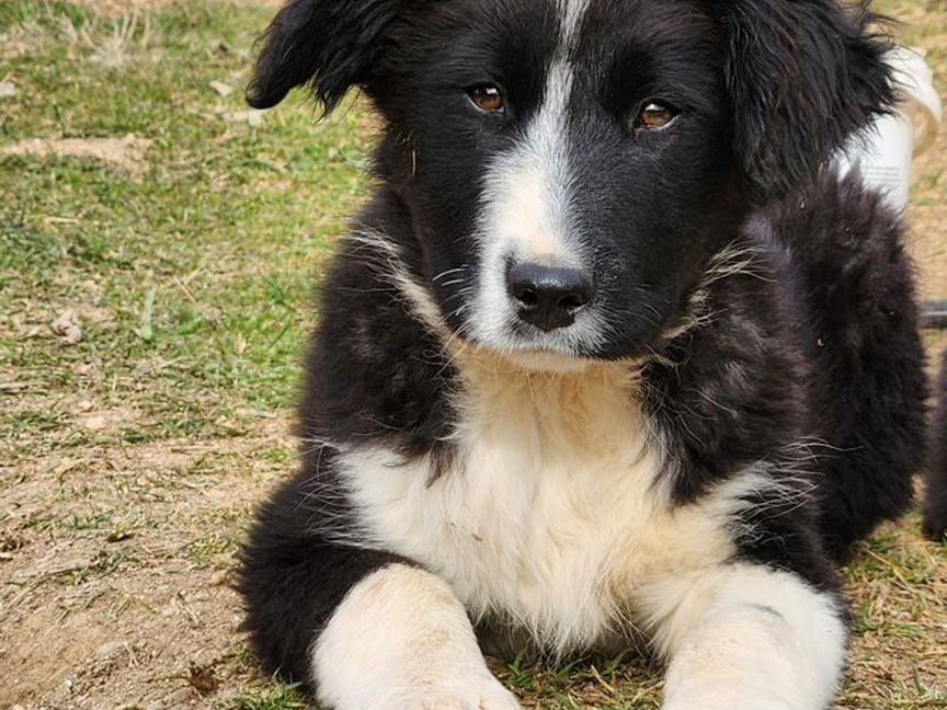 Щенок в добрые руки