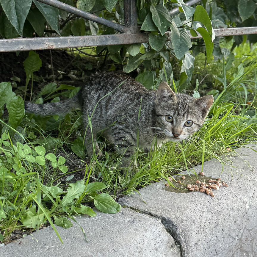 Бездомные Котята