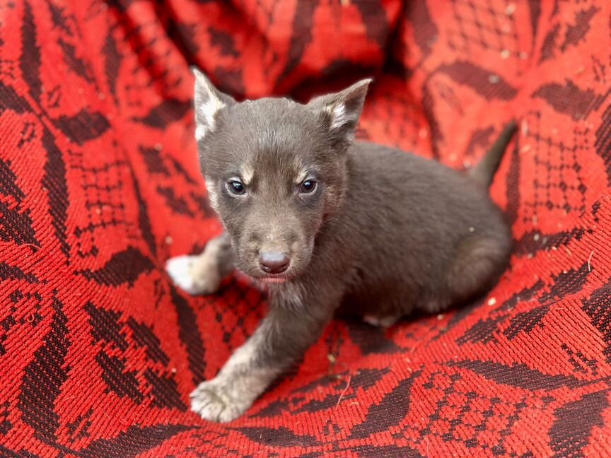 Щенки в добрые руки