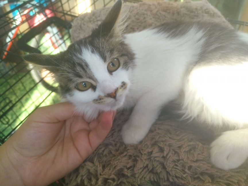 Котик 2.5 месяца