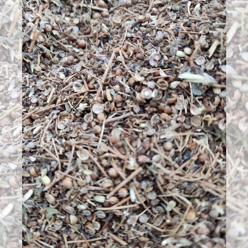 Продам отходы кориандра