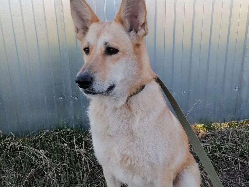 Статная красавица ищет дом в добрые руки