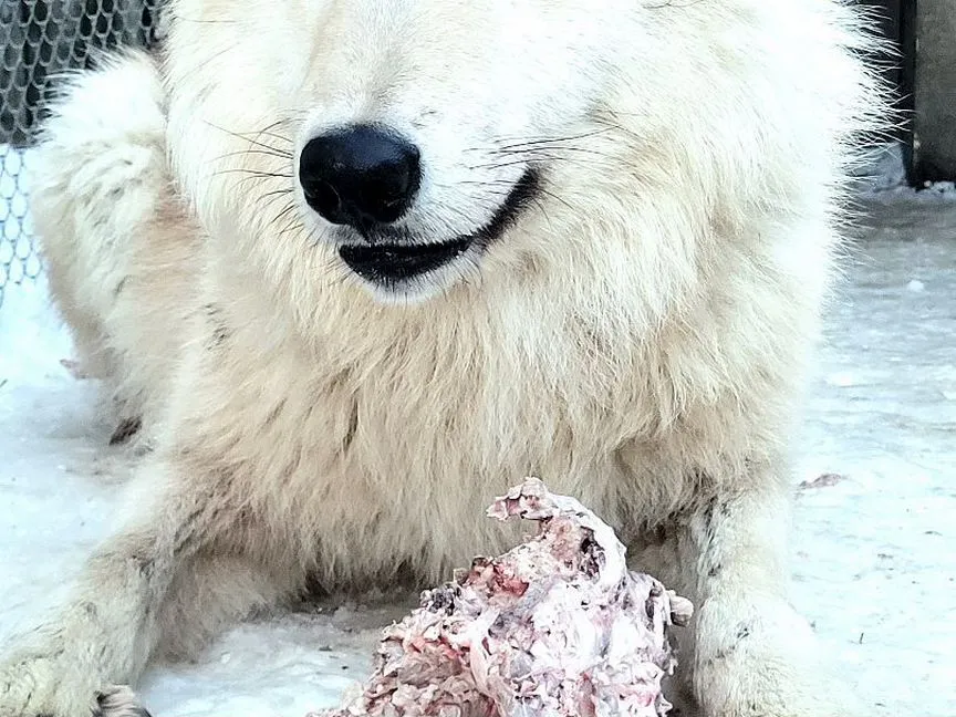Белые арктические волкособы