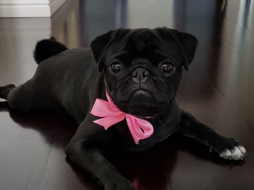 Мопс вязка мальчик