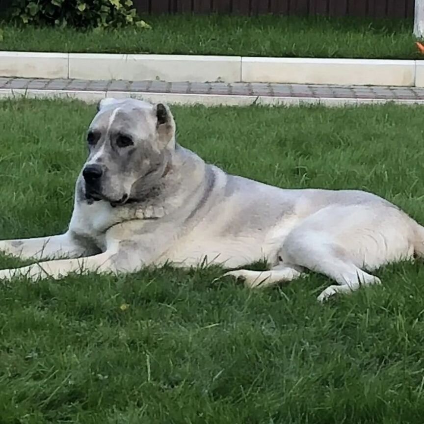 Среднеазиатская овчарка, взрослый пёс