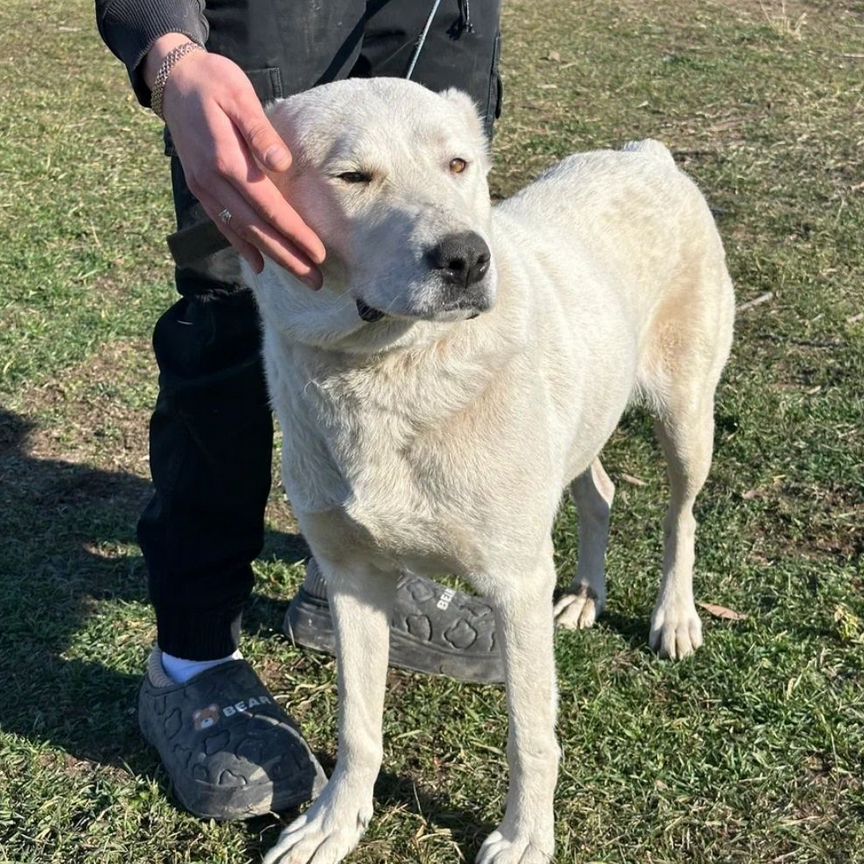 Алабай в добрые руки