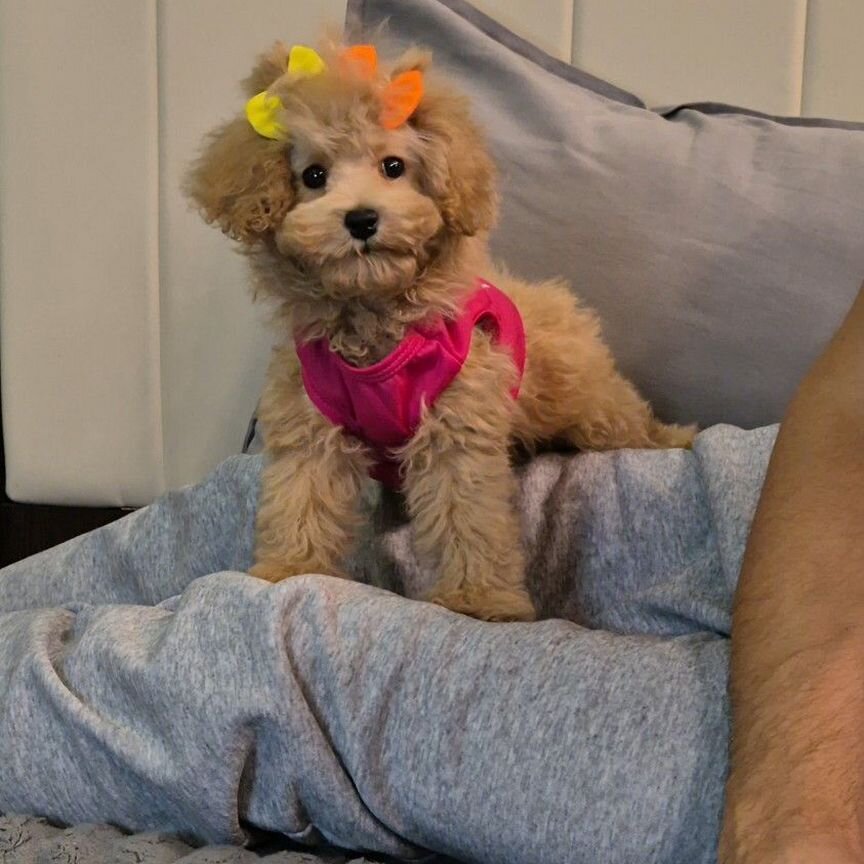 Той-пудель, щенок