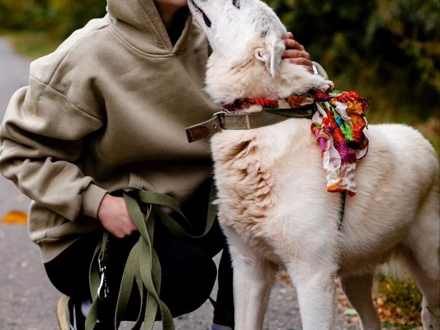 Белое чудо ждет вас в приюте