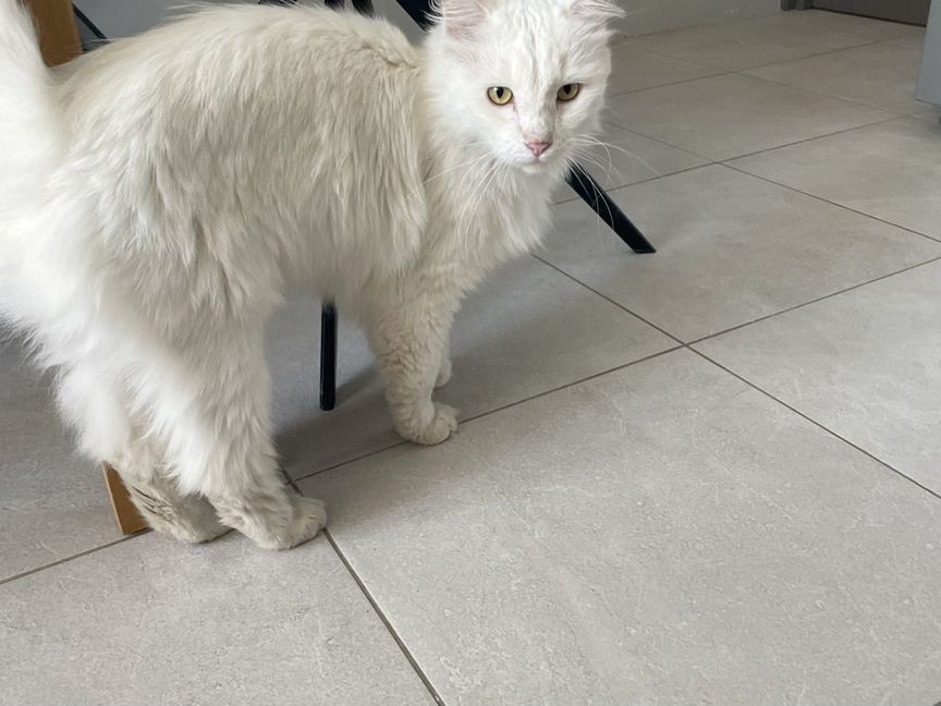 Найден белый кот