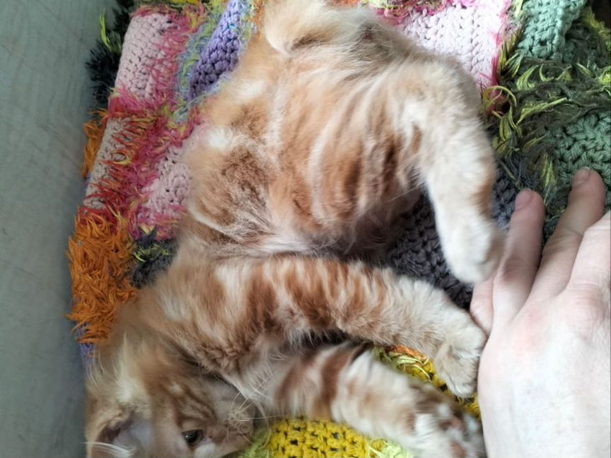 Котята курильский бобтейл