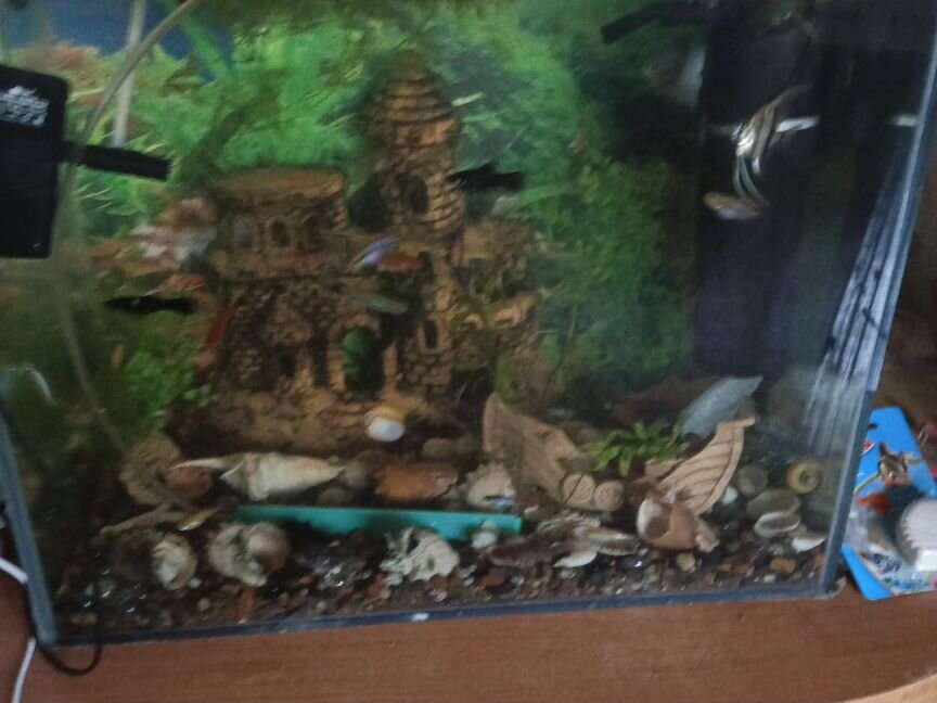 Рыбы продаю