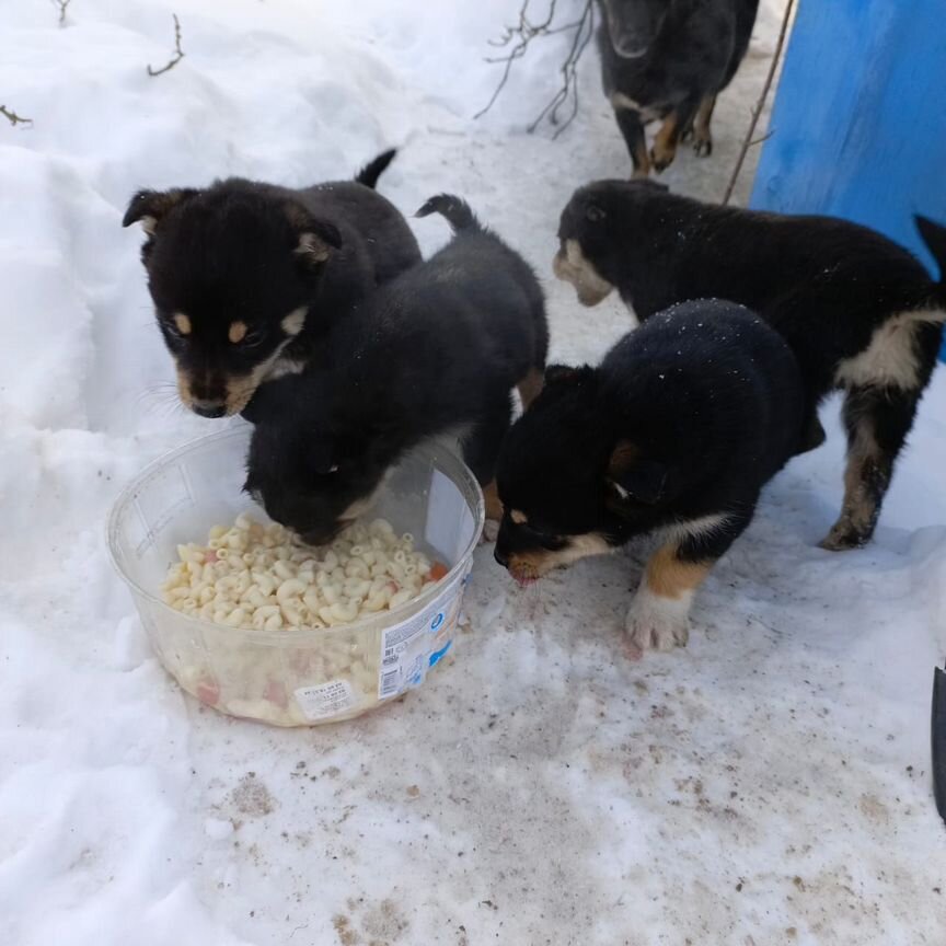 Щенки