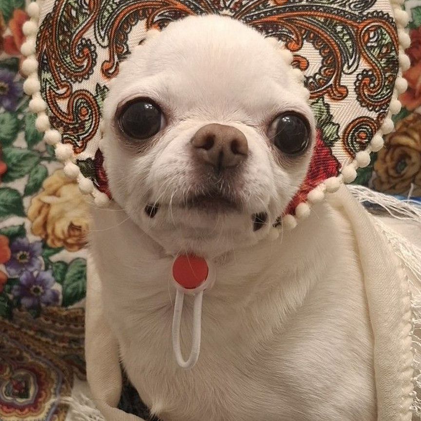 Кокошник для собачки. Заказ для Ольги