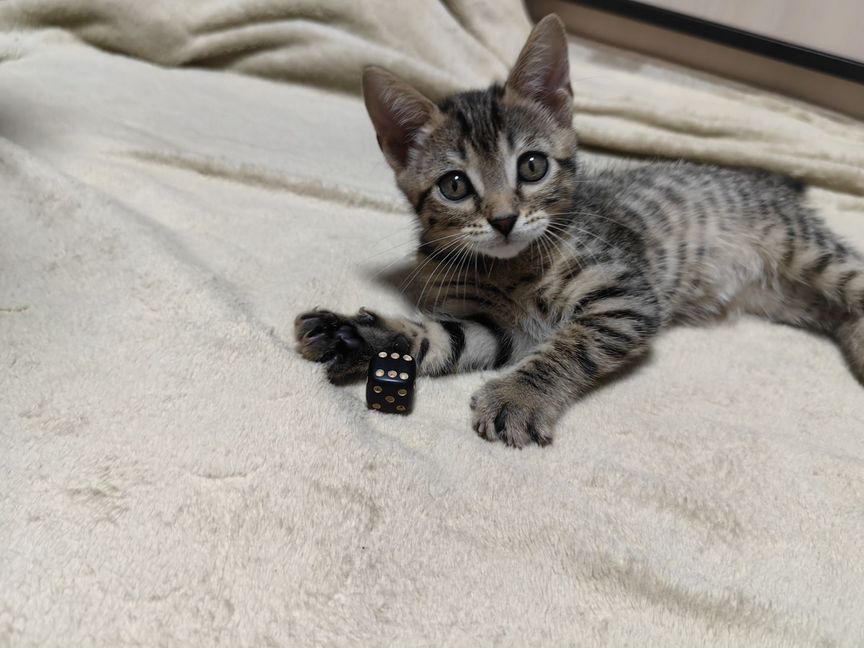 Бенгальские котята