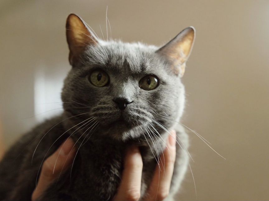 Кошечка Руся в добрые руки