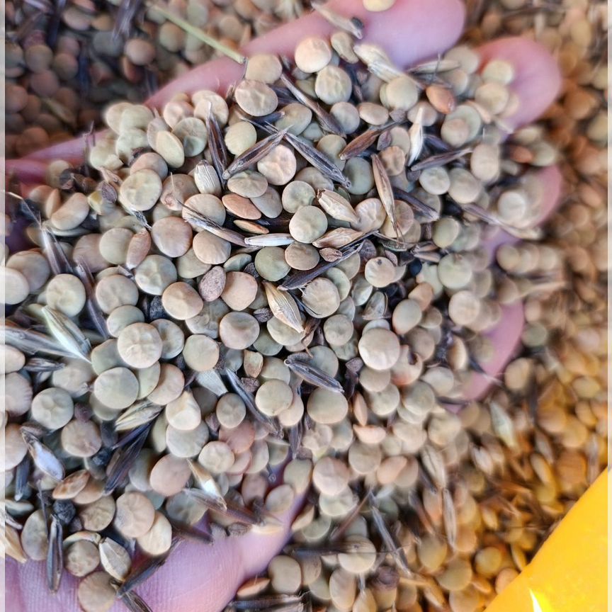 Чечевица зеленая