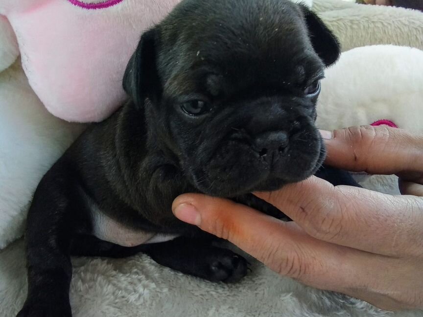 Продажа щенков французского бульдога