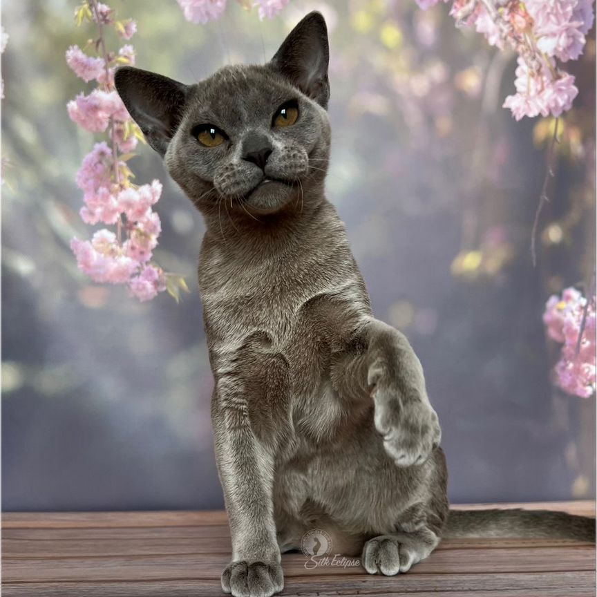 Европейский бурманский котёнок