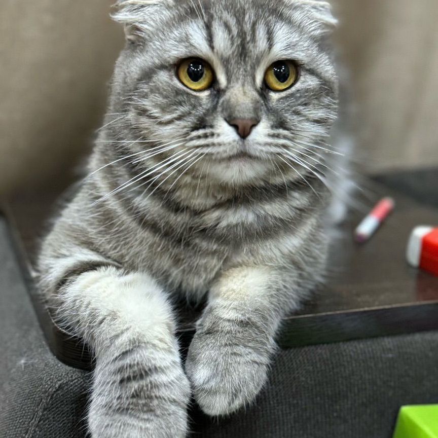 Кошечка Ирма