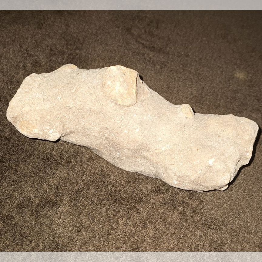 Коралл окаменелый древний