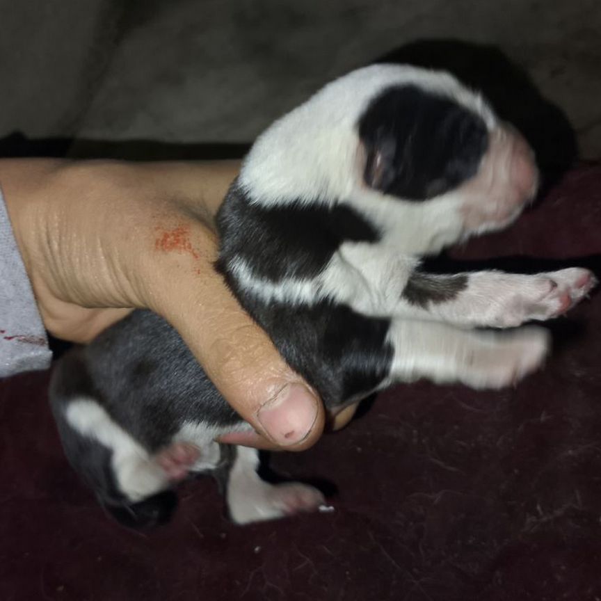 Среднеазиатская овчарка, щенок