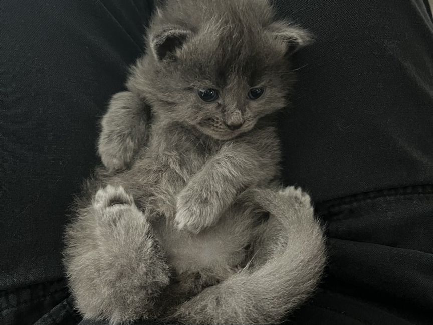 Отдам котенка в добрые руки