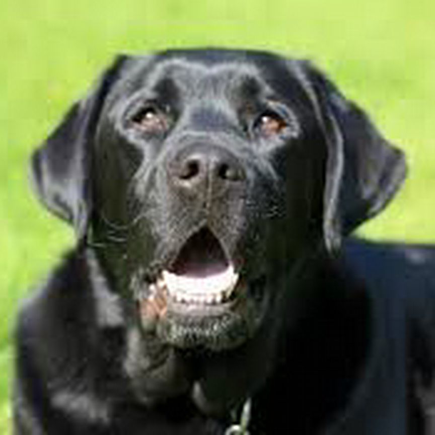 Лабрадор-ретривер, взрослая собака