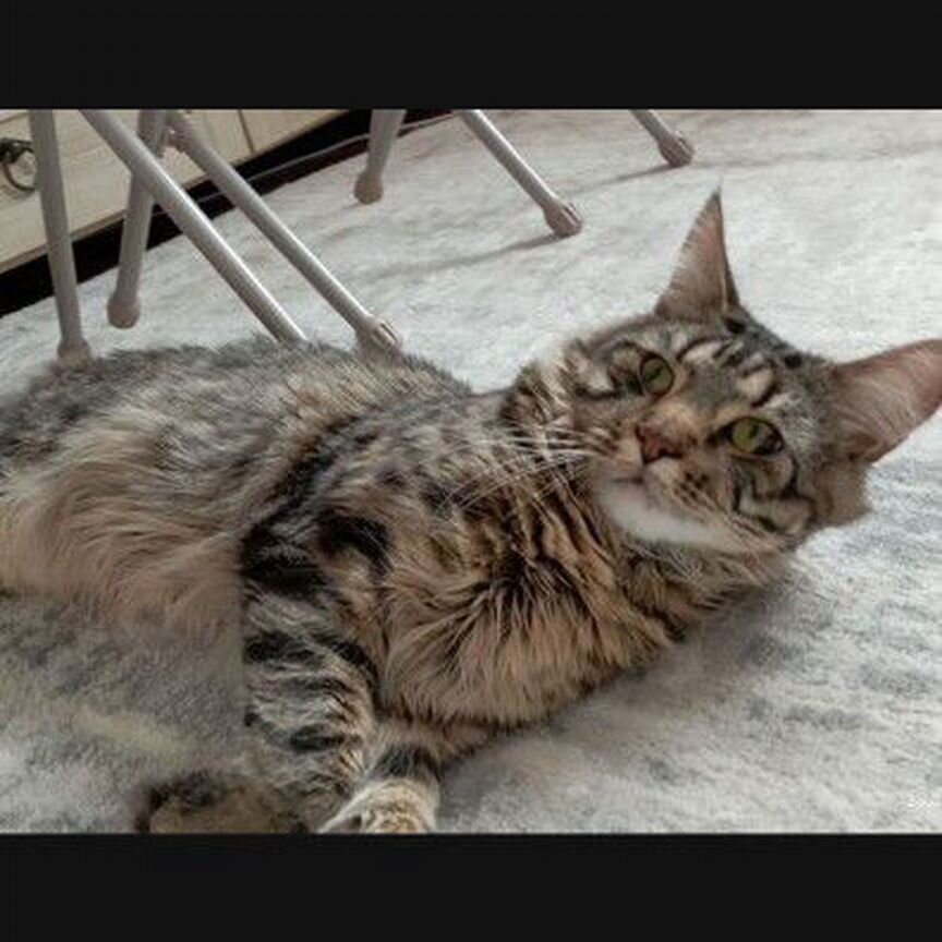 Кот мейн-кун