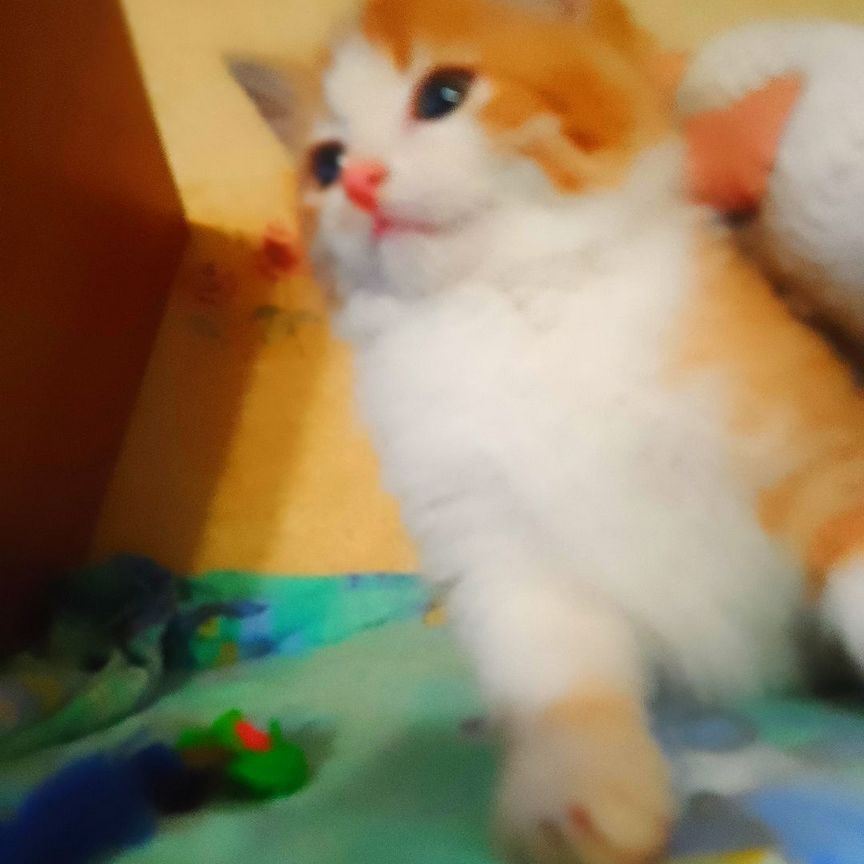 Солнечные котятки