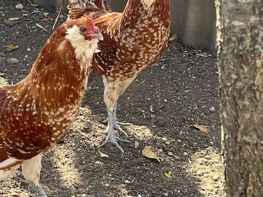 Петухи Эйленбарт