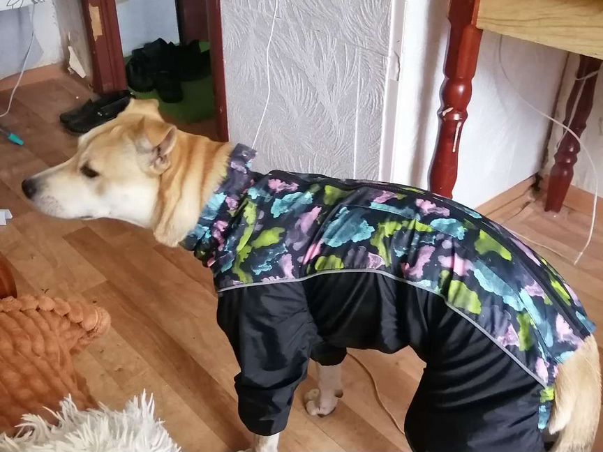 Дождевик для средней собаки