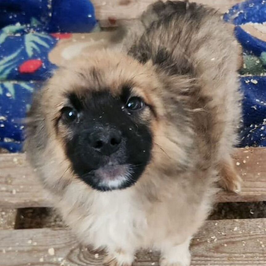 Щенок в добрые руки