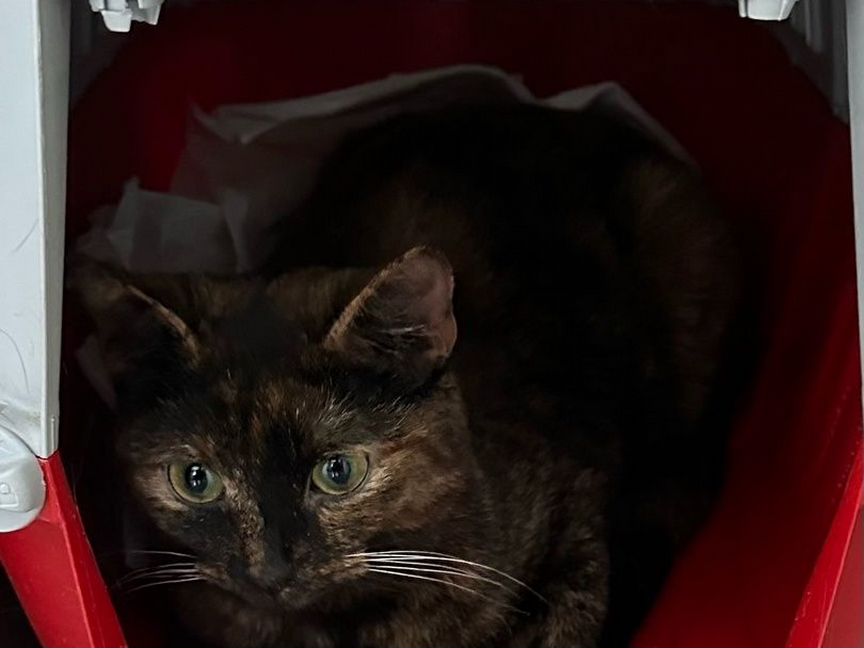 Кошечка в добрые руки