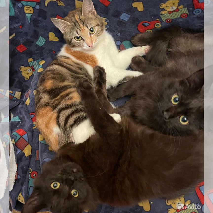 Чудесные котятки-подростки ждут своих мам-пап