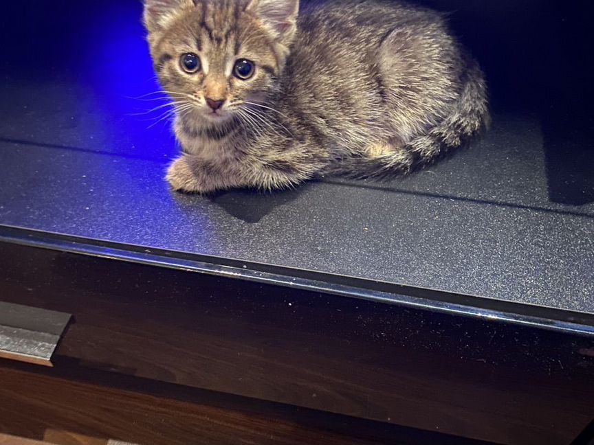 Котеночек в добрые руки бесплатно