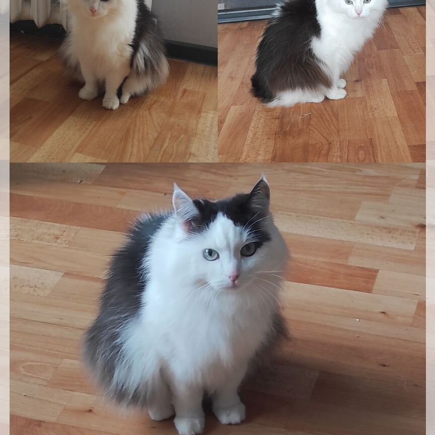 Сибирская, взрослая кошка