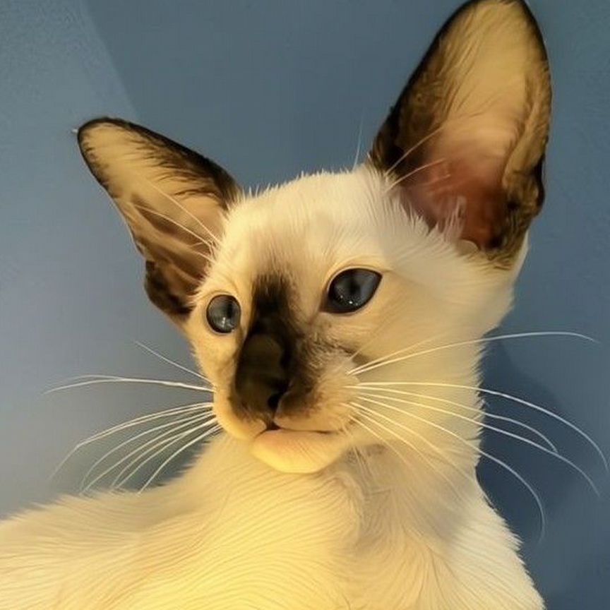 Ориентальный котёнок