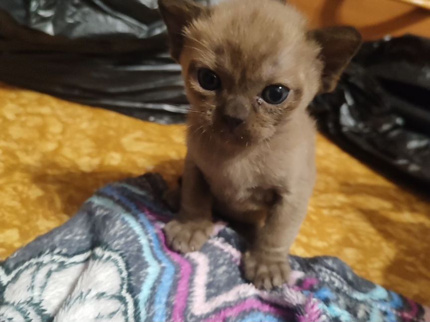 Бурманская кошка. Бурма. Котята