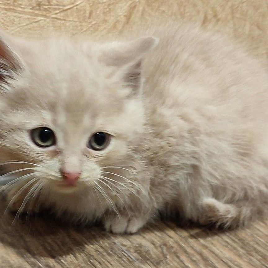 Котята- мальчики в добрые руки бесплатно