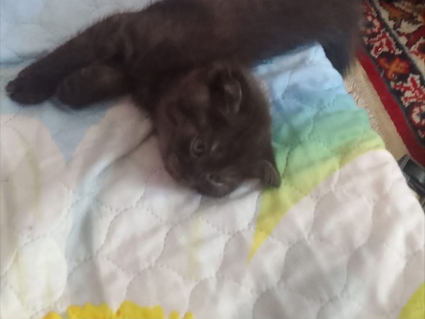 Котята шатланские вислоухие